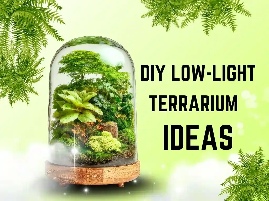 DIY Low-Light Plant Terrarium Ideas - Khlorifica Blog