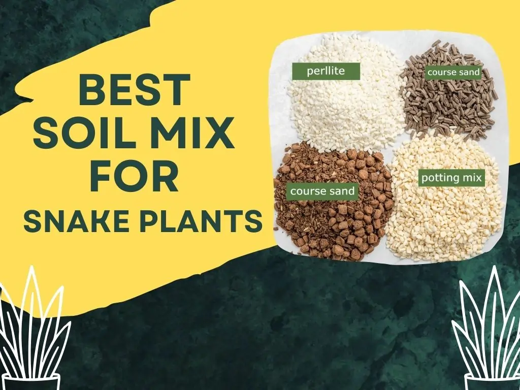 Best Soil Mix for Snake Plants - Khlorifica Blog